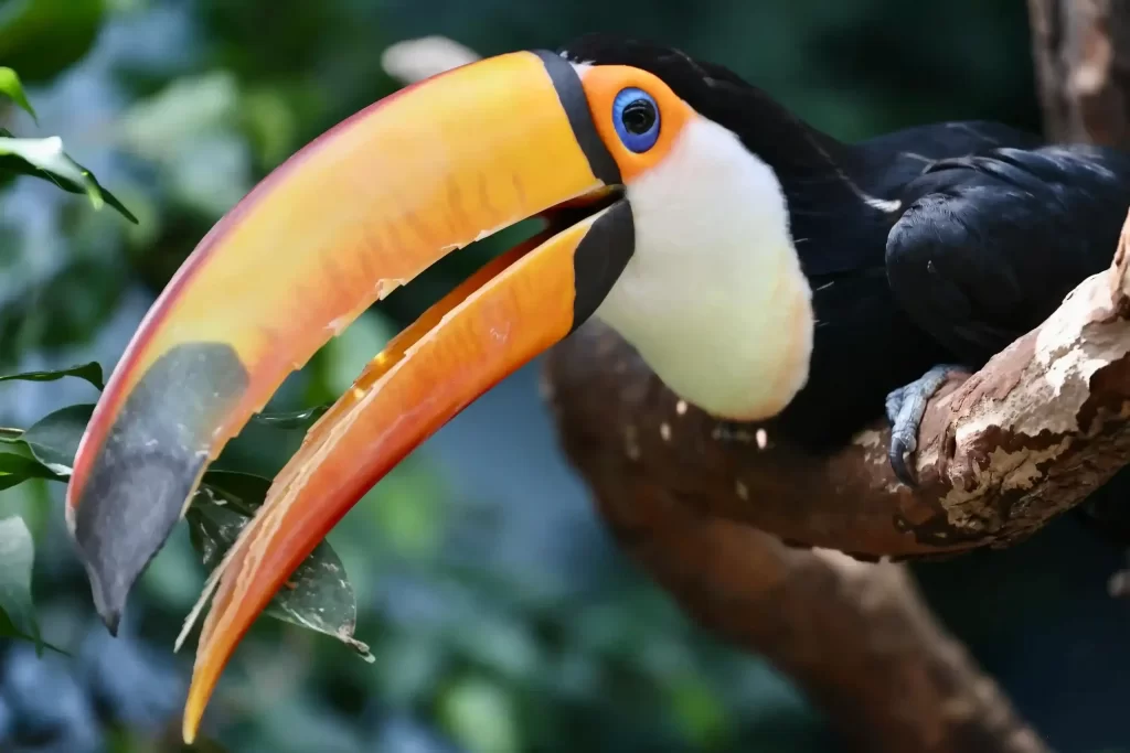 Animales del Amazonas: Fauna Sorprendente Colombiana